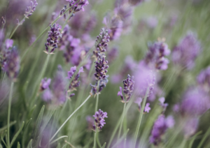Alfazema: benefícios, usos e cultivo - Aromáticas