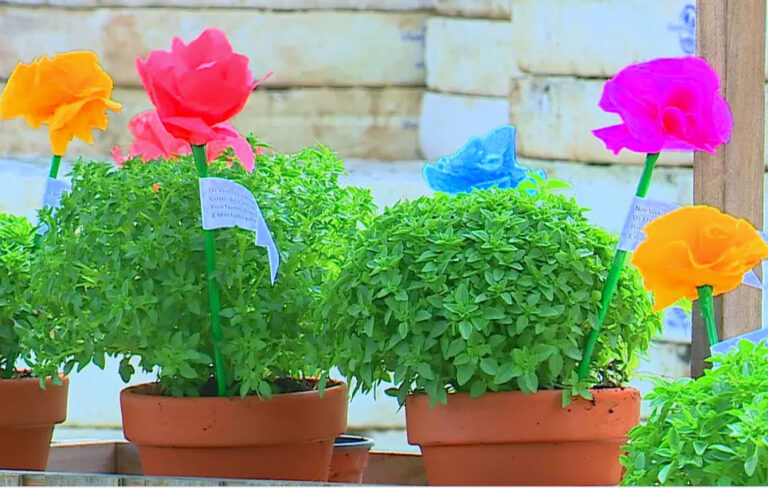 Manjerico nos Santos Populares: tradição e simbolismo - Aromáticas