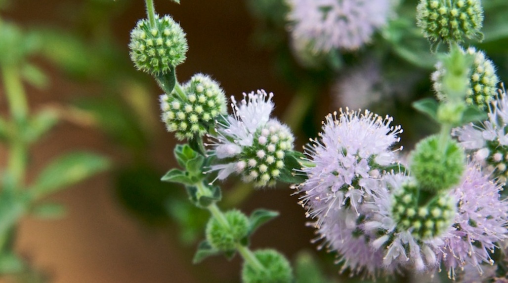 Como fazer Licor de Poejo: receita para deliciar os sentidos - Aromáticas